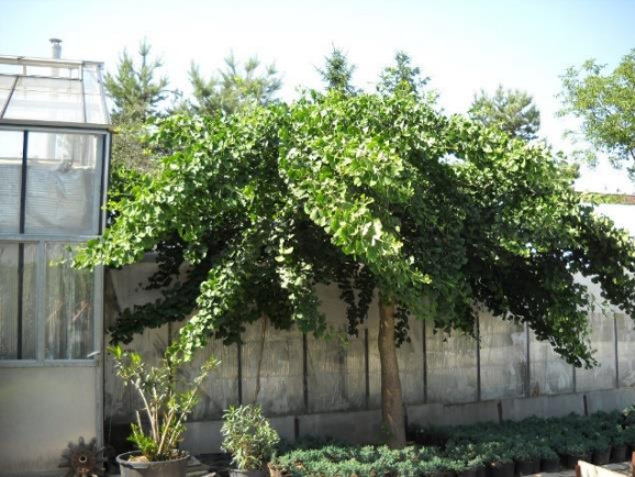 Ginko (ginkgo) a jeho druhy | Ginká | Ovocné stromy ihličnany listnaté ...