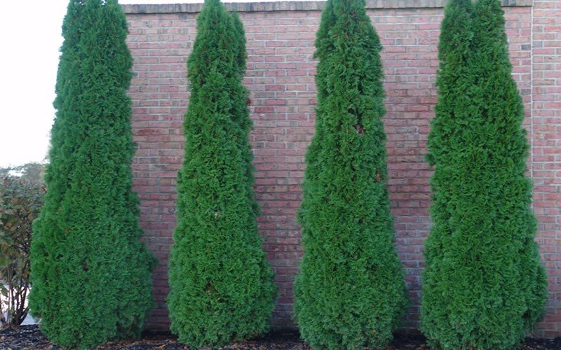 Tuja západná Degroots Spire, Thuja occidentalis, 60 - 70 cm, kont.3I ...