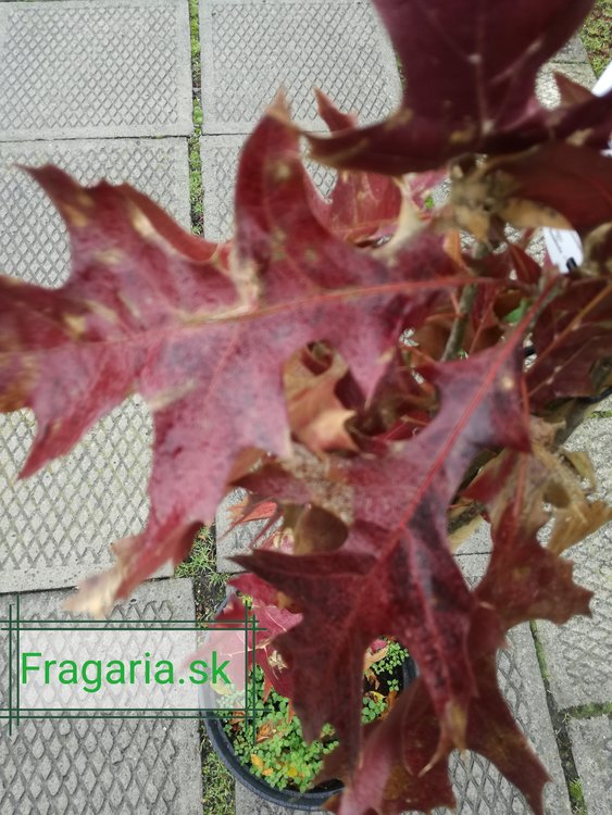 Dub močiarný Green Pillar, Quercus palustris 40 - 80 cm, kont. 3I ...
