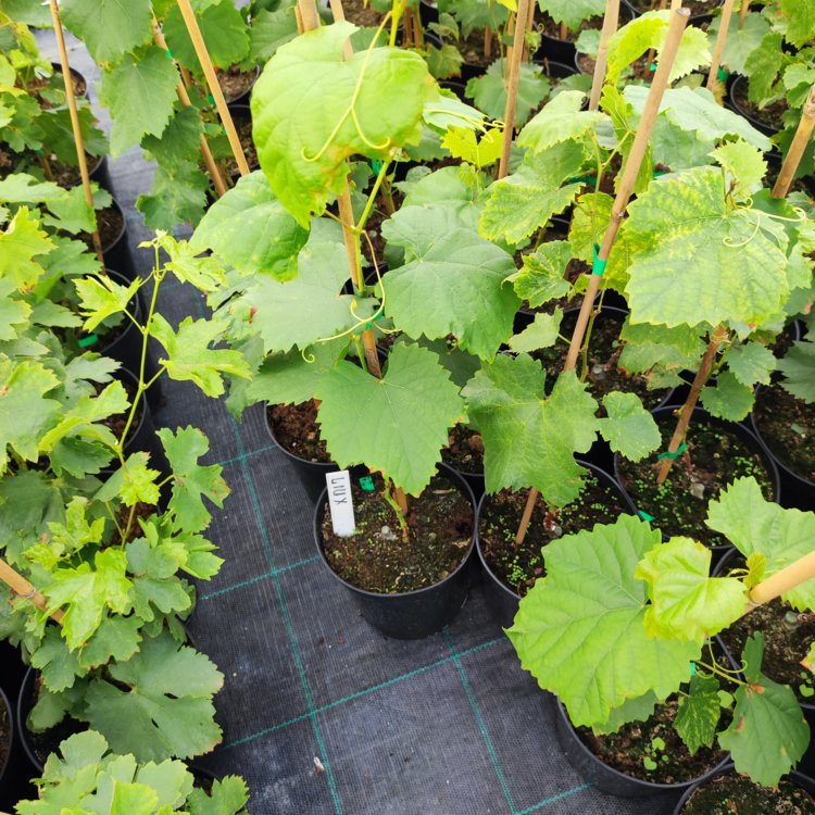 Vinič hroznorodý Liux, Vitis vinifera, kontajnerovaná sadenica 1 l ...