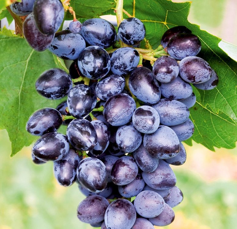 Vinič hroznorodý Kodrianka, Vitis vinifera, kontajnerovaná sadenica 1 l ...