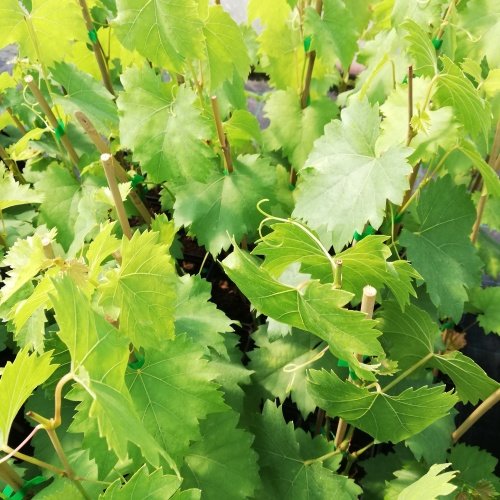 Vinič hroznorodý Muškát Pölöskei, Vitis vinifera, kontajnerovaná ...