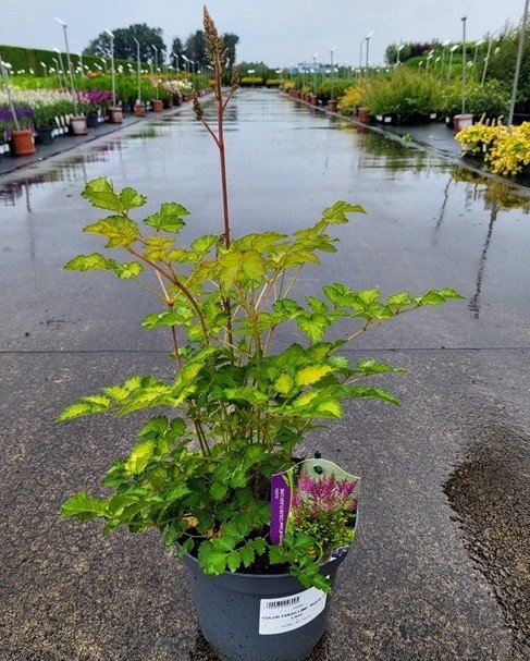 Astilbe COLOR FLASH LIME 'Beauty of Lisse'- kont.3.lit. | Kanna ...
