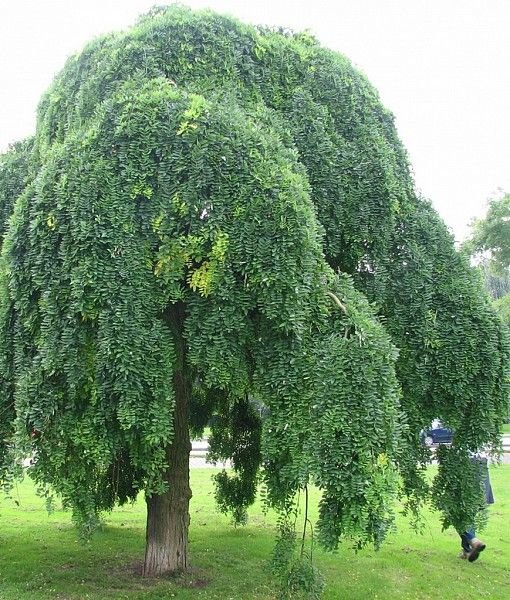 Sofora japonská Pendula, Sophora japonica, 100 – 120 cm, kon. 5l ...