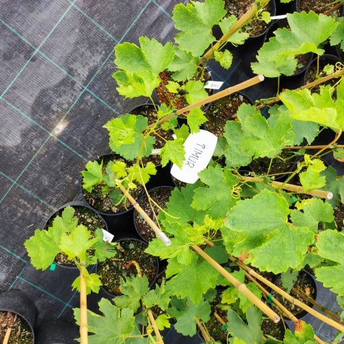 Vinič hroznorodý Fredonia, Vitis labrusca, kontajnerovaná sadenica 1l ...