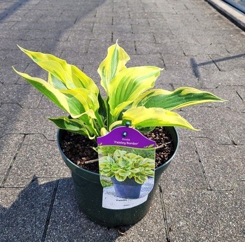 Hosta 'Paisley Border' kontajner 3.lit. | Bršlen, Krušpá, Hosta ...