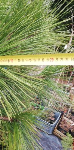 Borovica jeffreyova Joppi, Pinus jeffreyi Joppi, +130 cm, kont. 20l ...