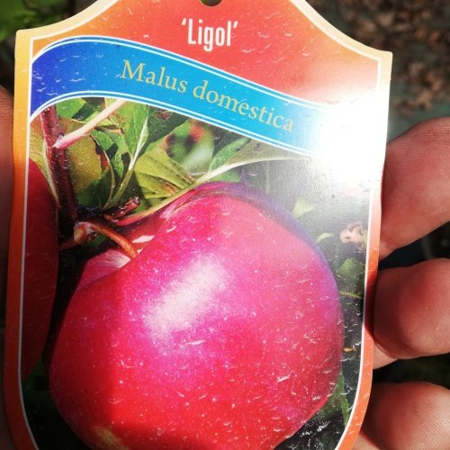 Jabloň domáca Ligol, podpník (M26), Malus domestica 140 - 160 cm, kont ...