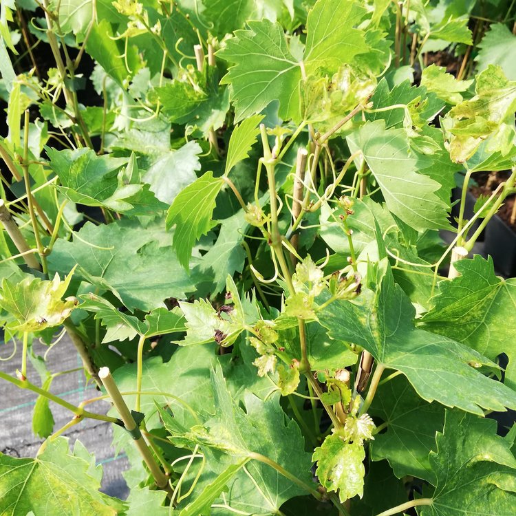 Vinič hroznorodý Lilla, Vitis vinifera, kontajnerovaná sadenica 1 l ...