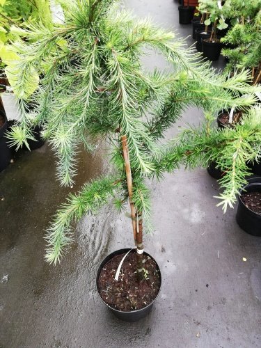 Smrekovec opadavý, Little Bogle, Larix decidua, 80 - 100 cm, kont. 3l ...