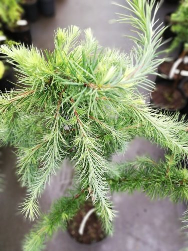 Smrekovec opadavý, Little Bogle, Larix decidua, 80 - 100 cm, kont. 3l ...