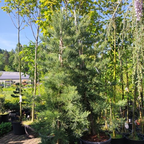 Sekvojovec mamutí, Sequoiadendron giganteum , + 280 cm, kontajner 100l ...