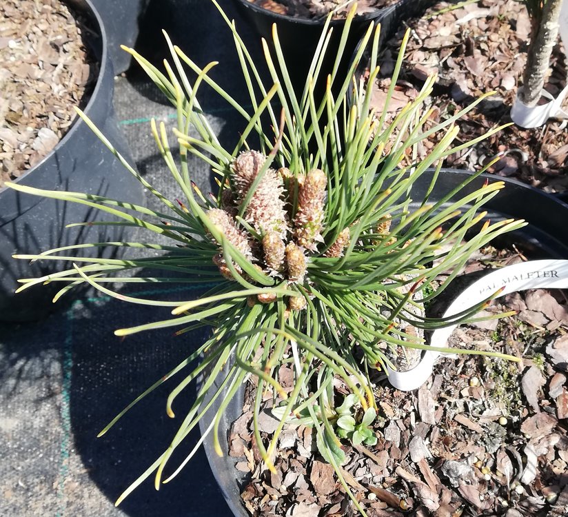 Borovica horská Palmeter, Pinus mugo 20 - 25 cm, kont. 3l | Borovice ...