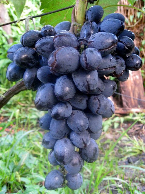 Vinič hroznorodý Sfinga, Vitis vinifera, kontajnerovaná sadenica 1 l ...