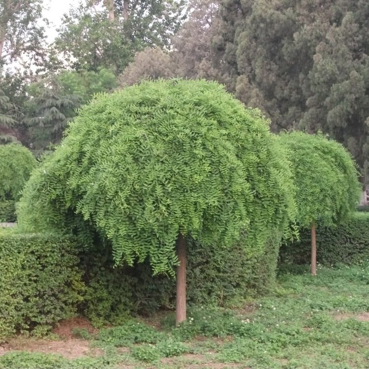 Sofora japonská Pendula, Sophora japonica, 100 – 120 cm, kon. 5l ...