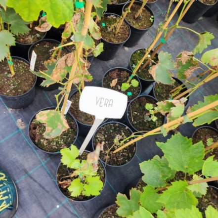 Vinič hroznorodý Vera, Vitis vinifera, kontajnerovaná sadenica 1 l ...