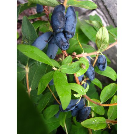 Zemolez kamčatský Atut, Lonicera kamtschatica 20 - 30 cm, kont. 0,5l ...