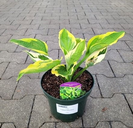 Hosta 'Captain's Adventure' kontajner 3.lit. | Bršlen, Krušpá, Hosta ...