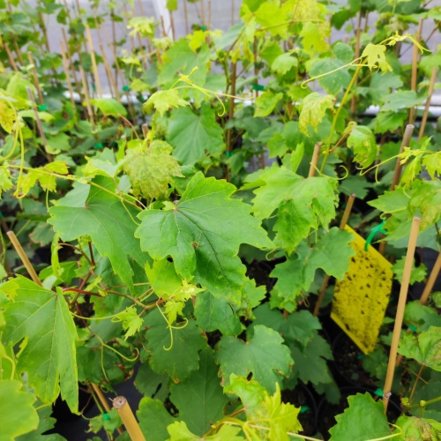 Vinič hroznorodý JUBILEUM NOVOČERKASKA , Vitis vinifera, kontajnerovaná ...